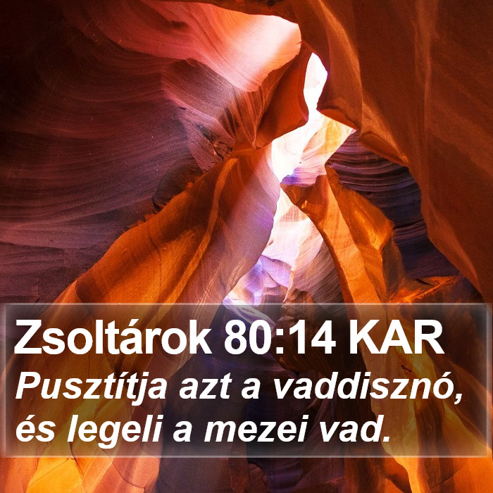 Zsoltárok 80:14 KAR - Pusztítja azt a vaddisznó, és legeli a mezei